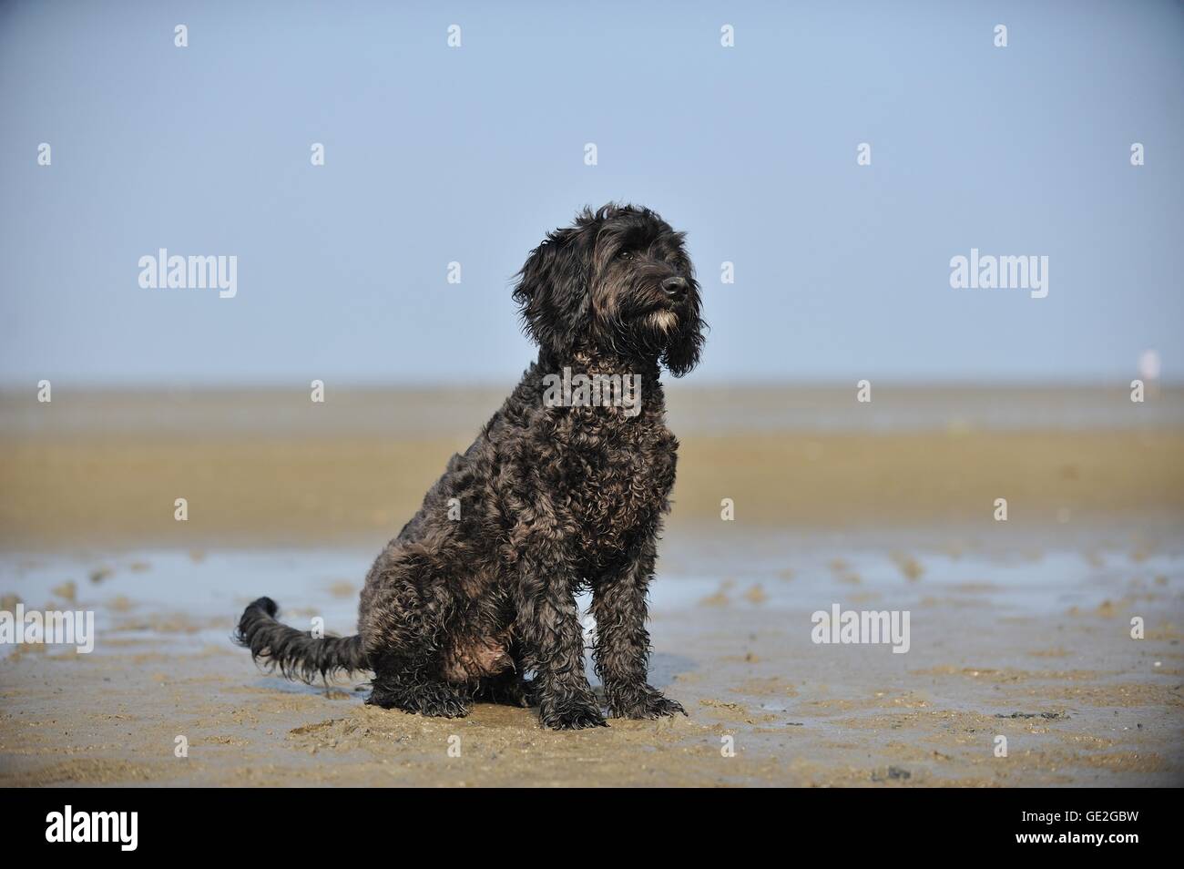 Labradoodle side view hi-res stock photography and images - Alamy