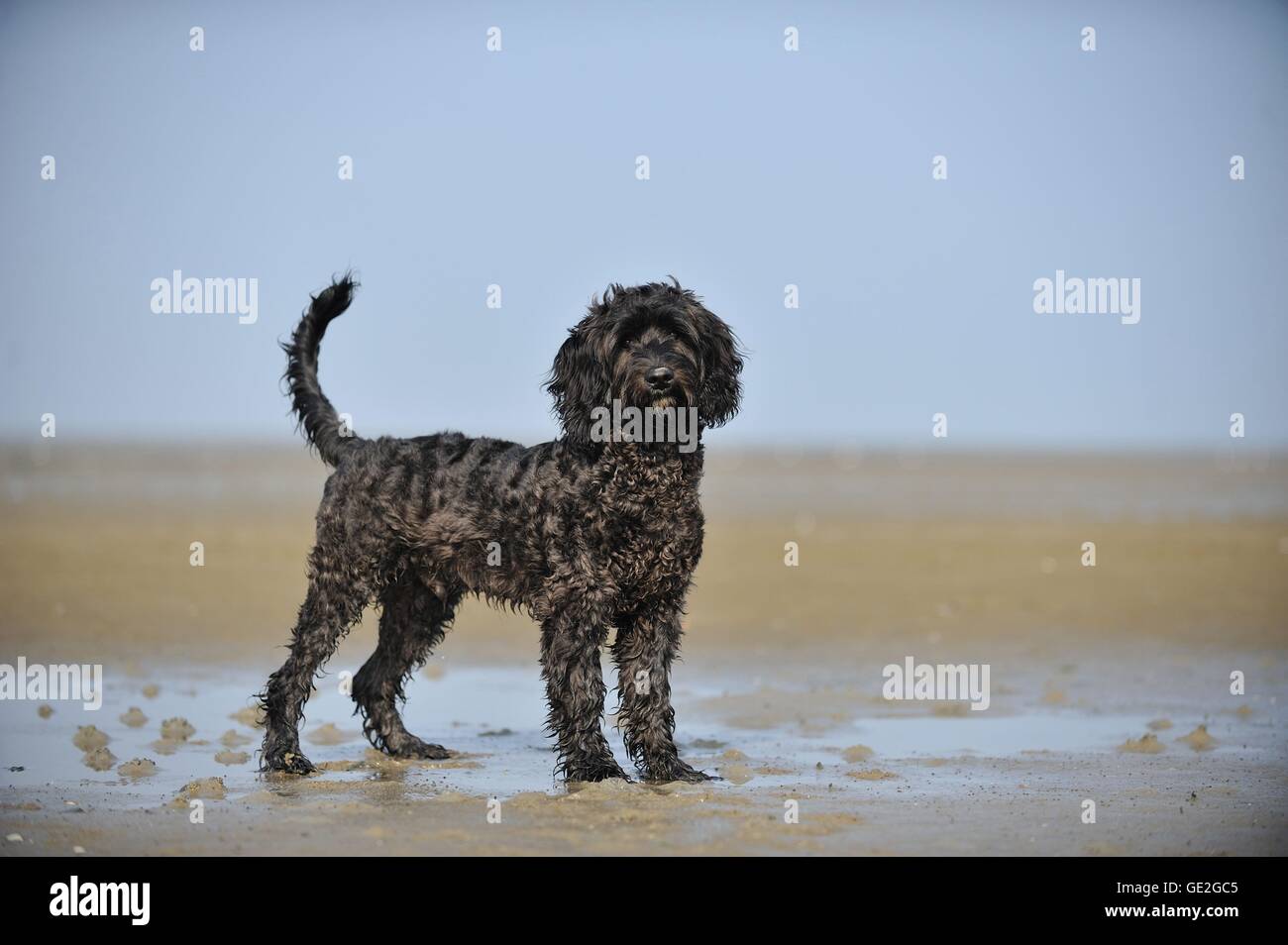Curly haired labradoodle dog hi-res stock photography and images - Alamy