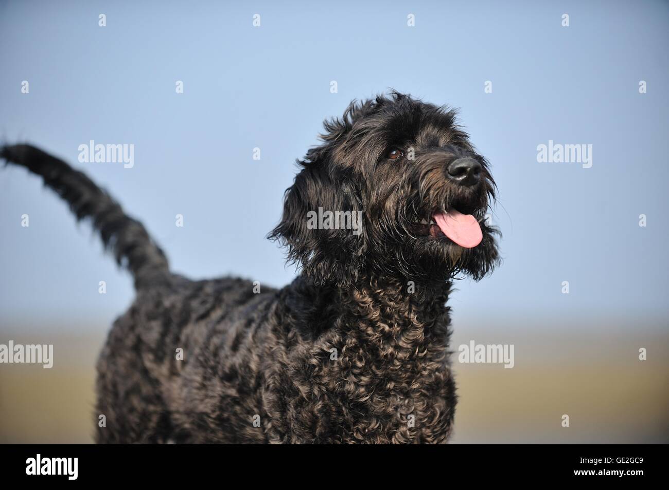 Black labradoodle hi-res stock photography and images - Alamy