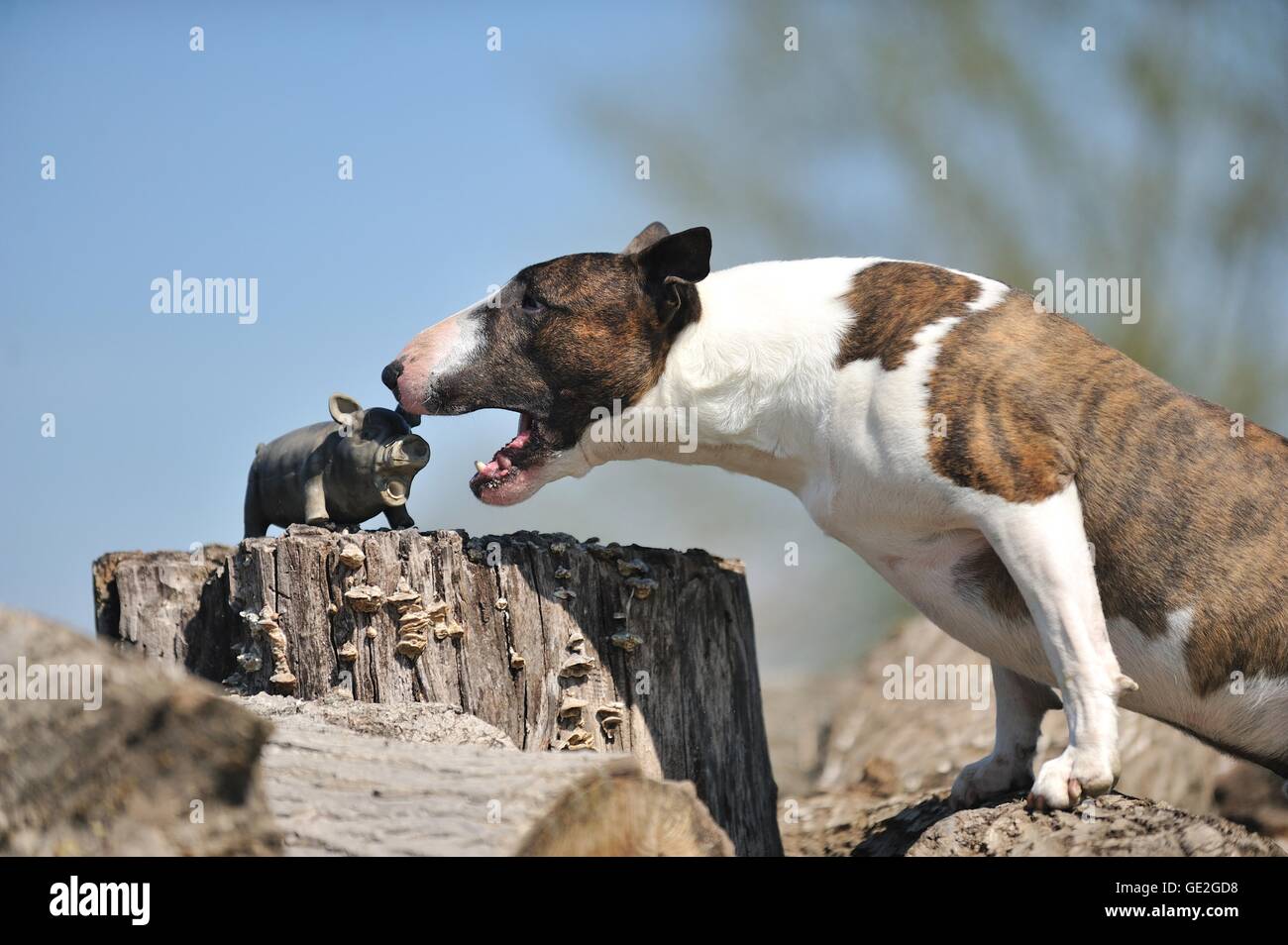 Miniature Bull Terrier Stock Photo - Alamy