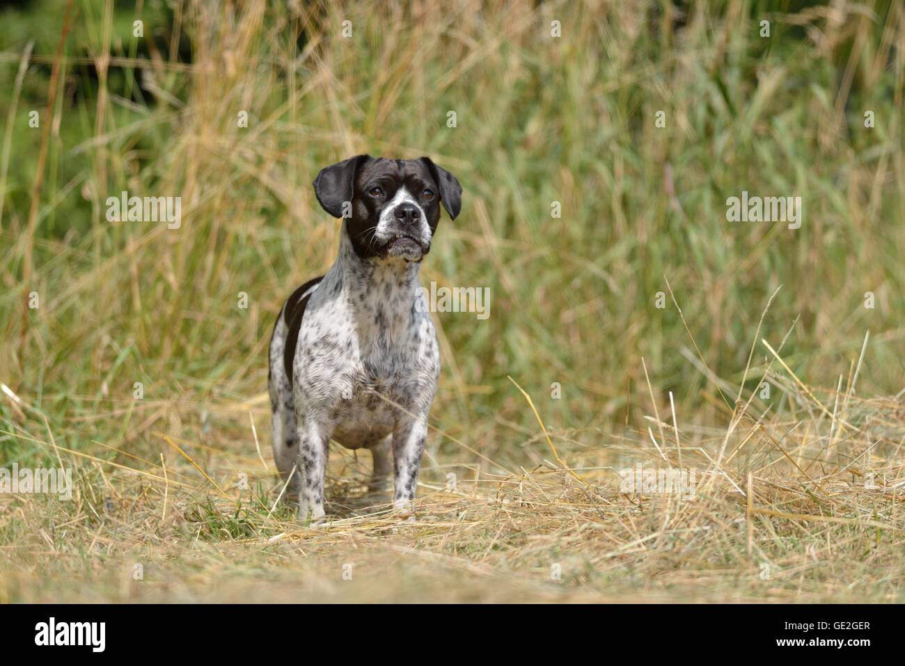 Frensh bulldog pointer hi-res stock photography and images - Alamy