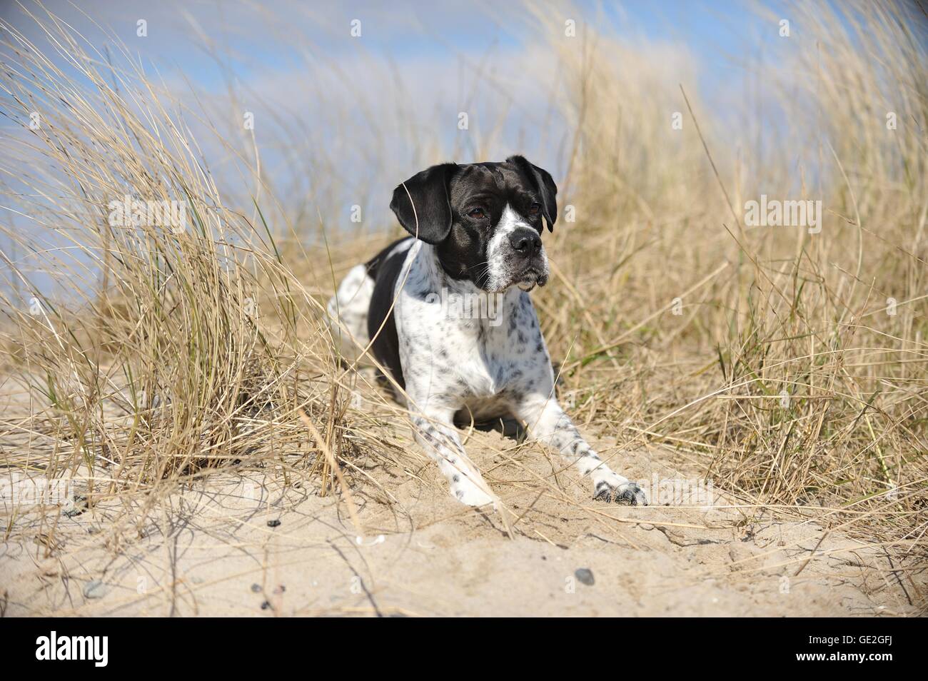 Short haired pointer cross hi-res stock photography and images - Alamy