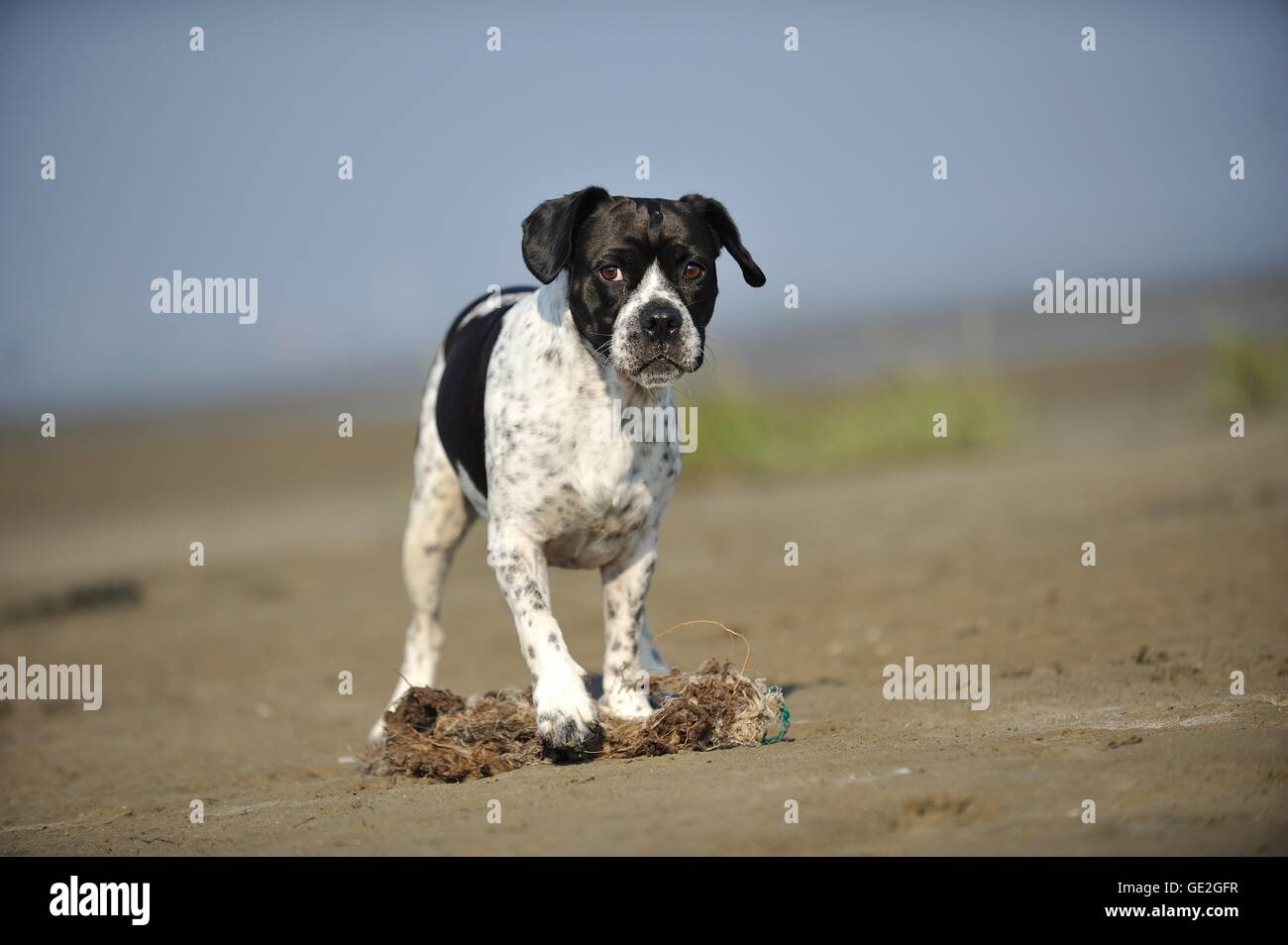 Short haired pointer cross hi-res stock photography and images - Alamy