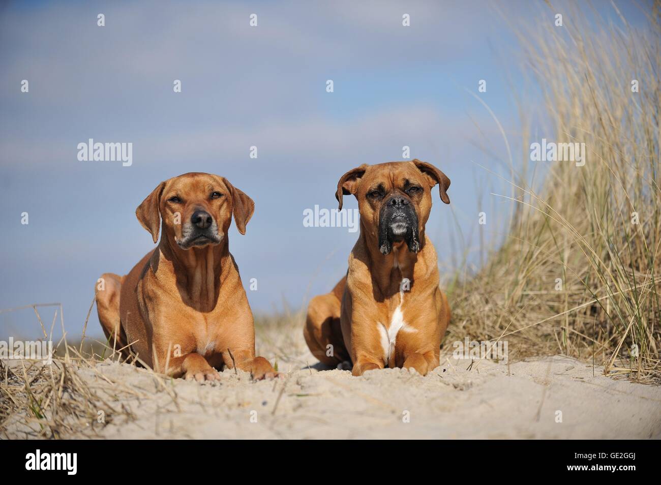 Rhodesian ridgeback german boxer hi-res stock photography and images ...