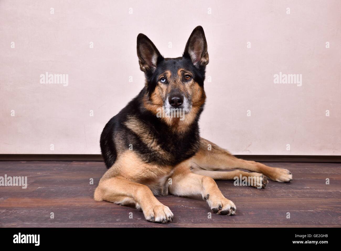 Shepherd husky cross hi-res stock photography and images - Alamy