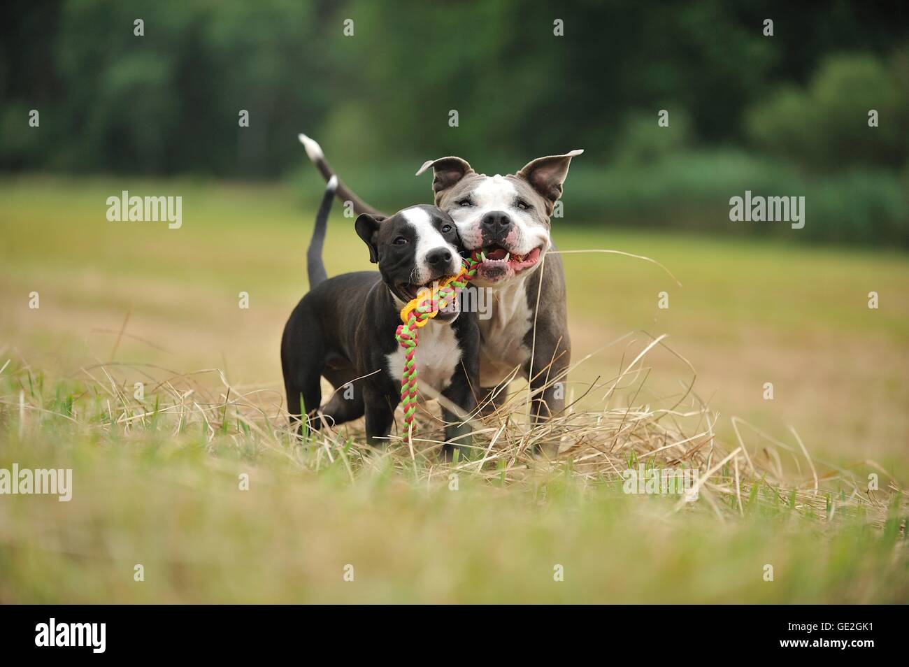 Cable dogs hi-res stock photography and images - Alamy
