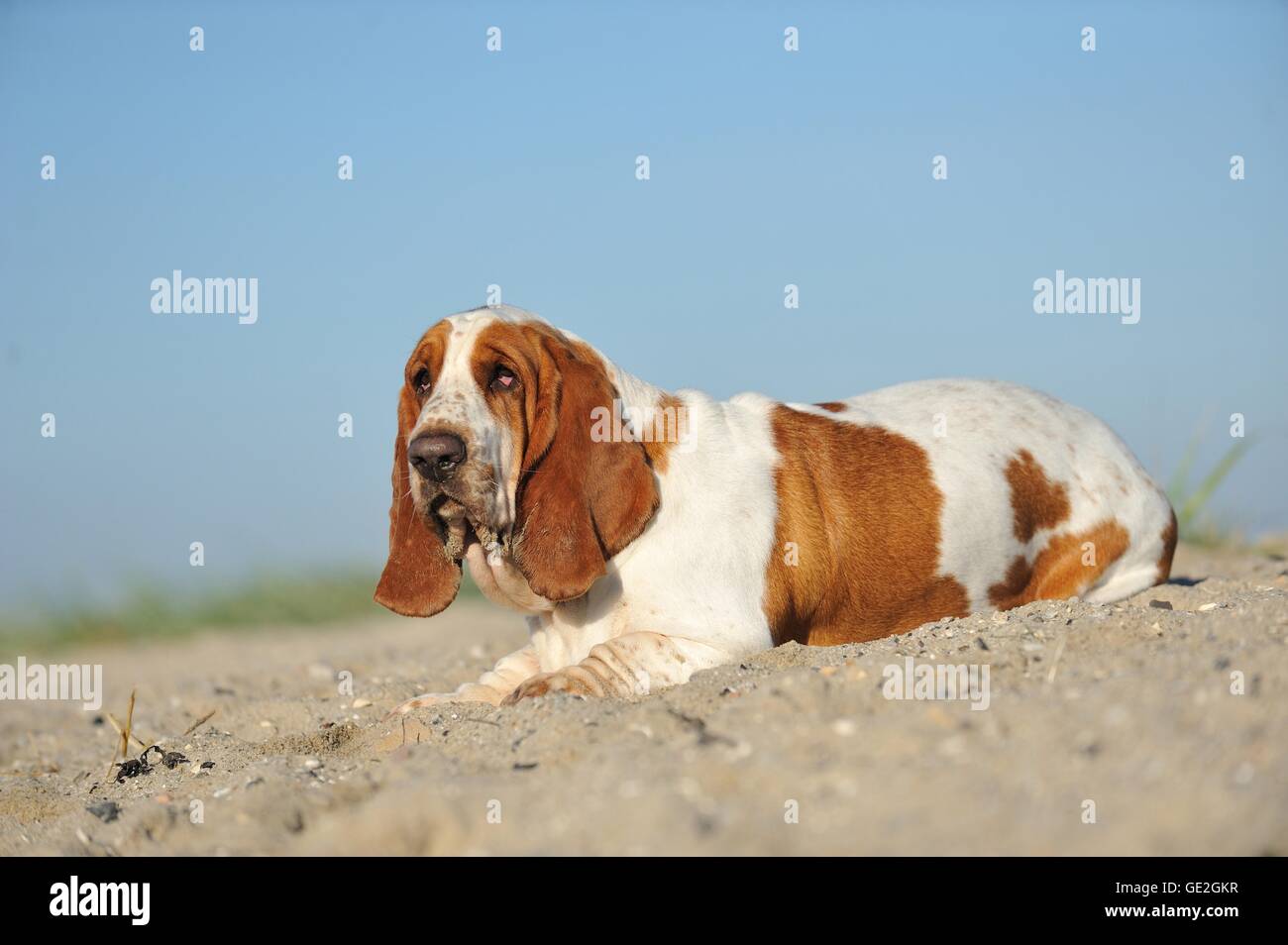 lying Basset Hound Stock Photo - Alamy