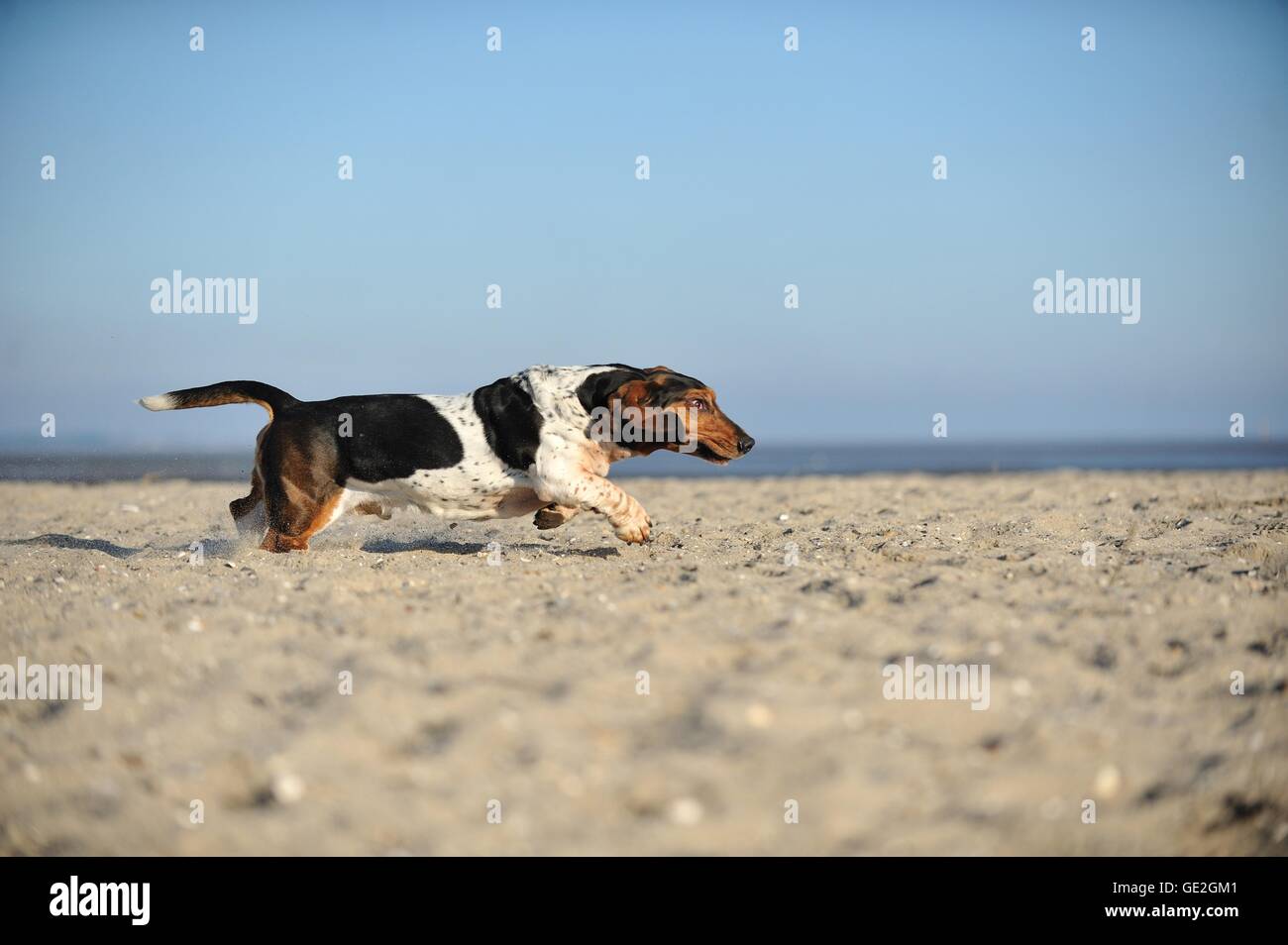 running Basset Hound Stock Photo - Alamy