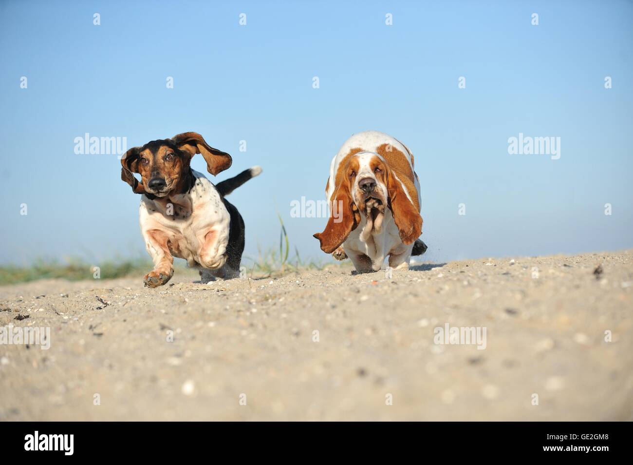 Two bassets hi-res stock photography and images - Alamy