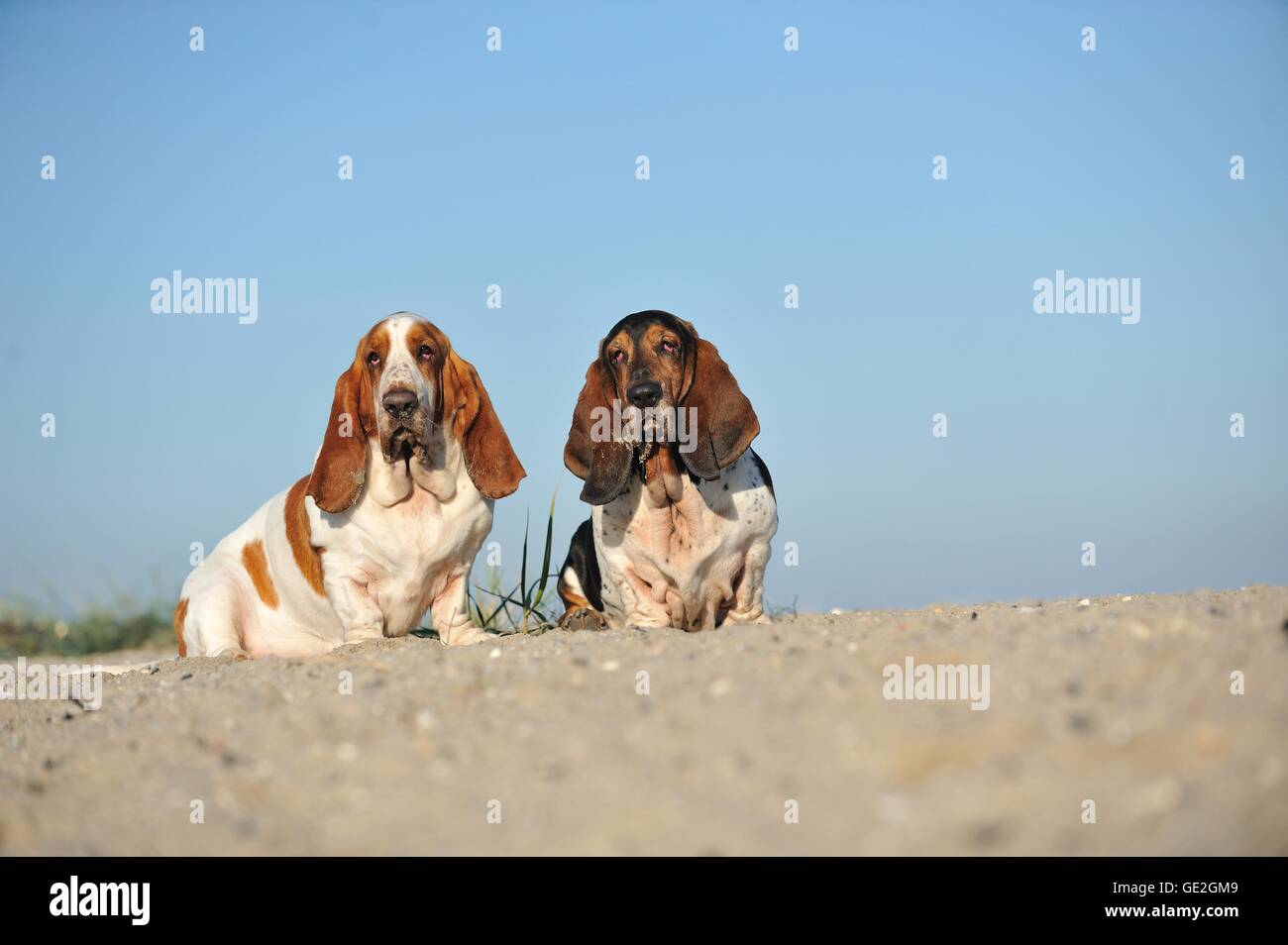 Basset hounds hi-res stock photography and images - Alamy