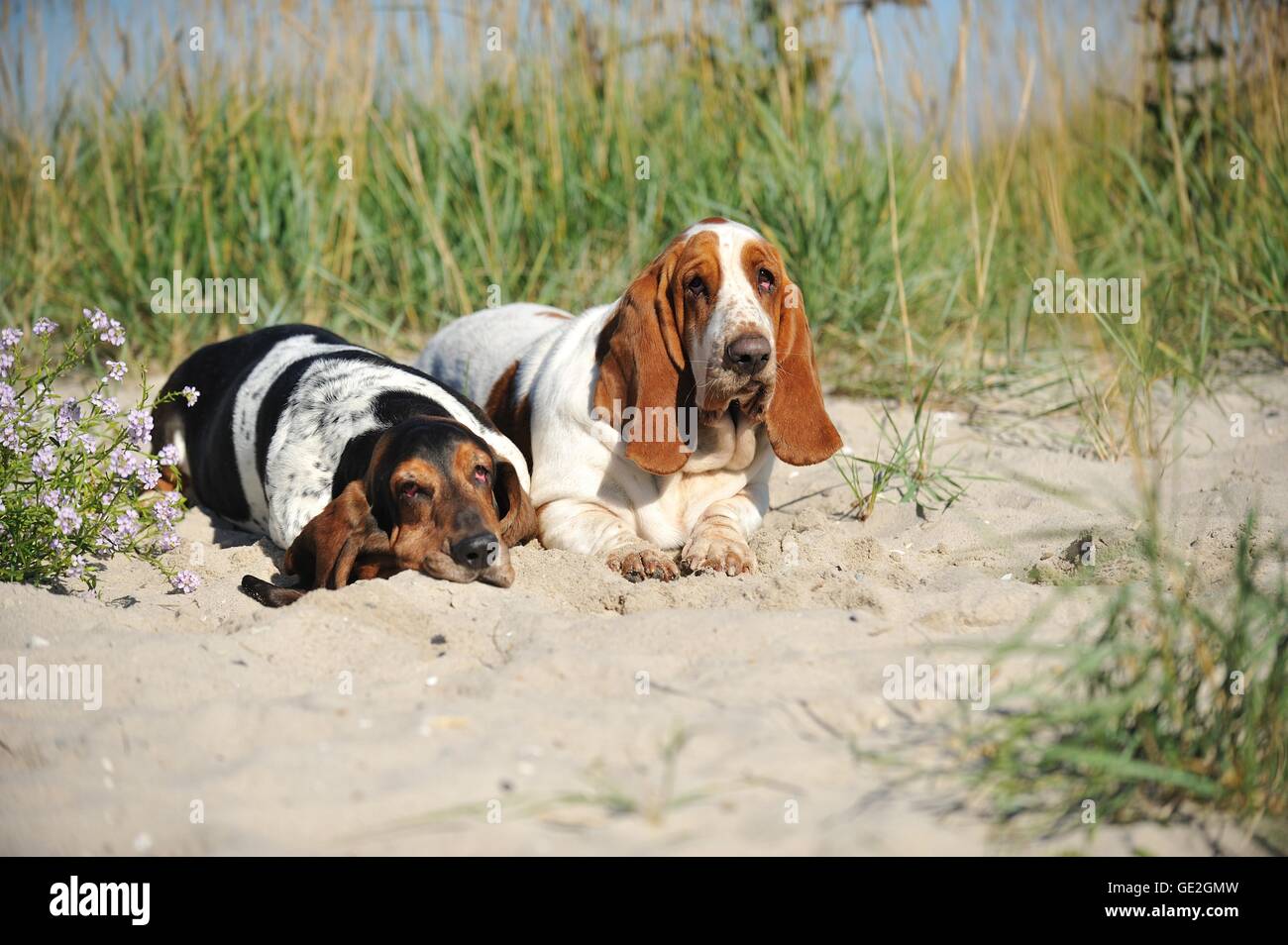 Basset hounds hi-res stock photography and images - Alamy