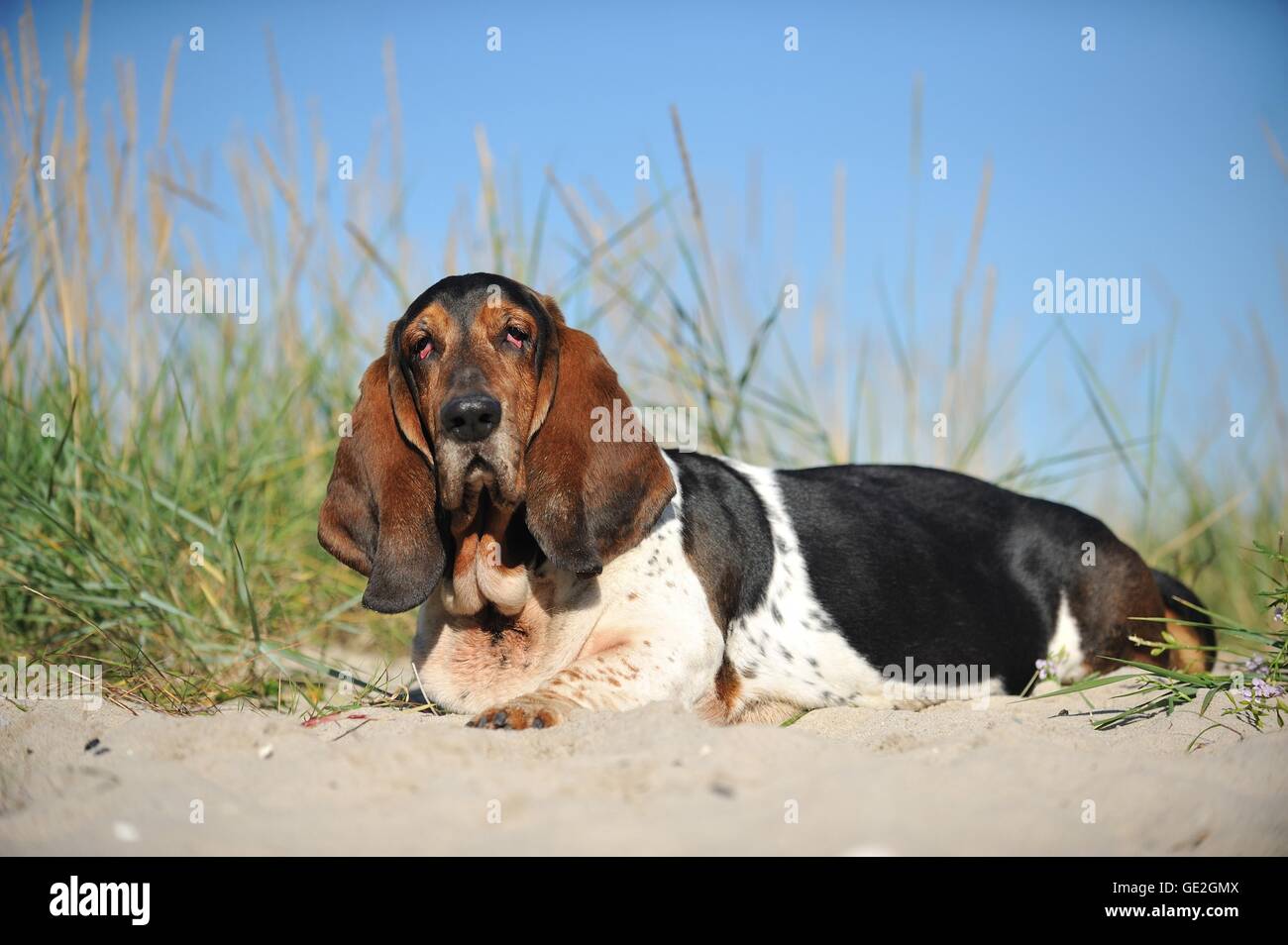 lying Basset Hound Stock Photo - Alamy