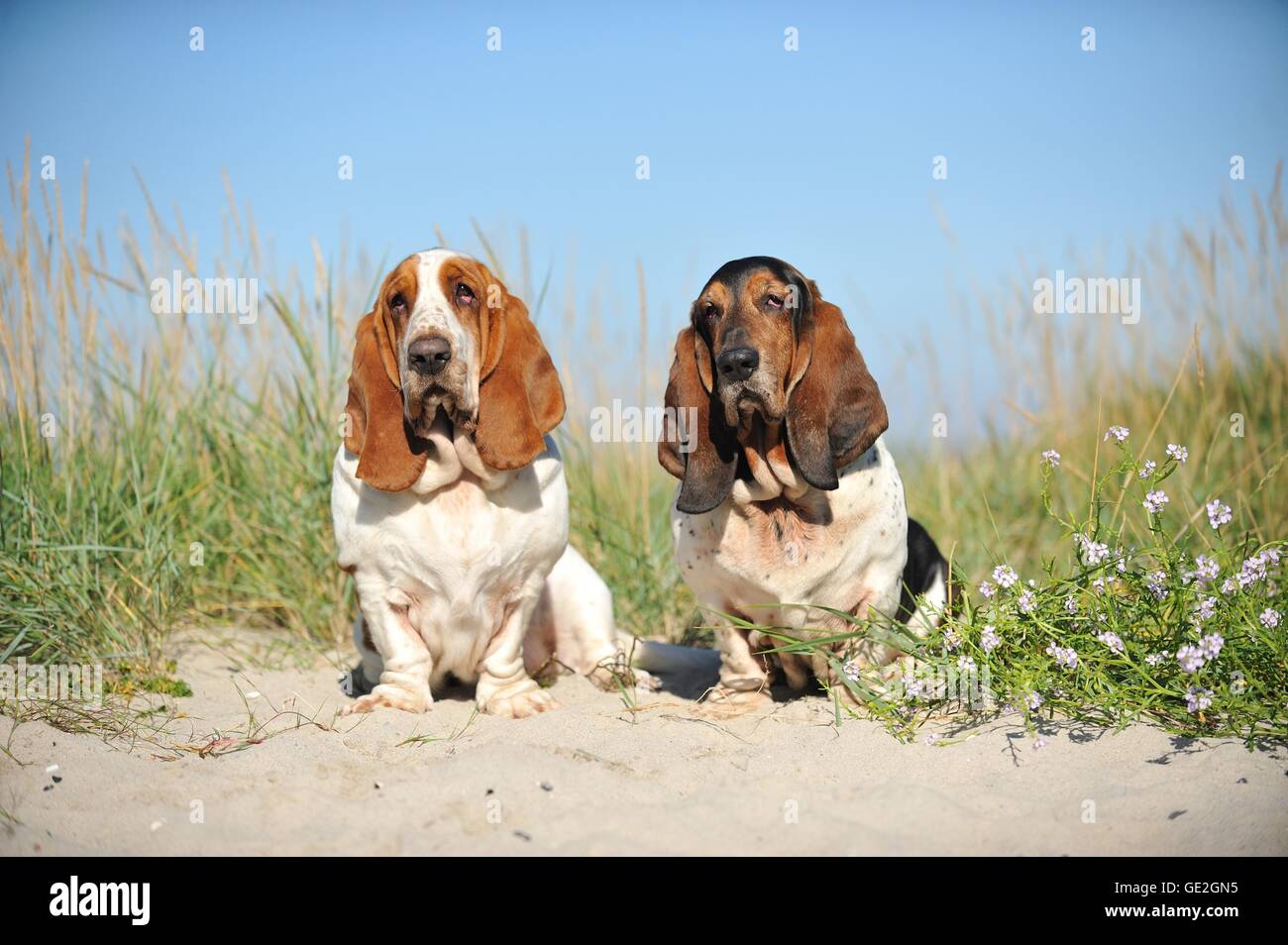Smooth hounds hi-res stock photography and images - Alamy