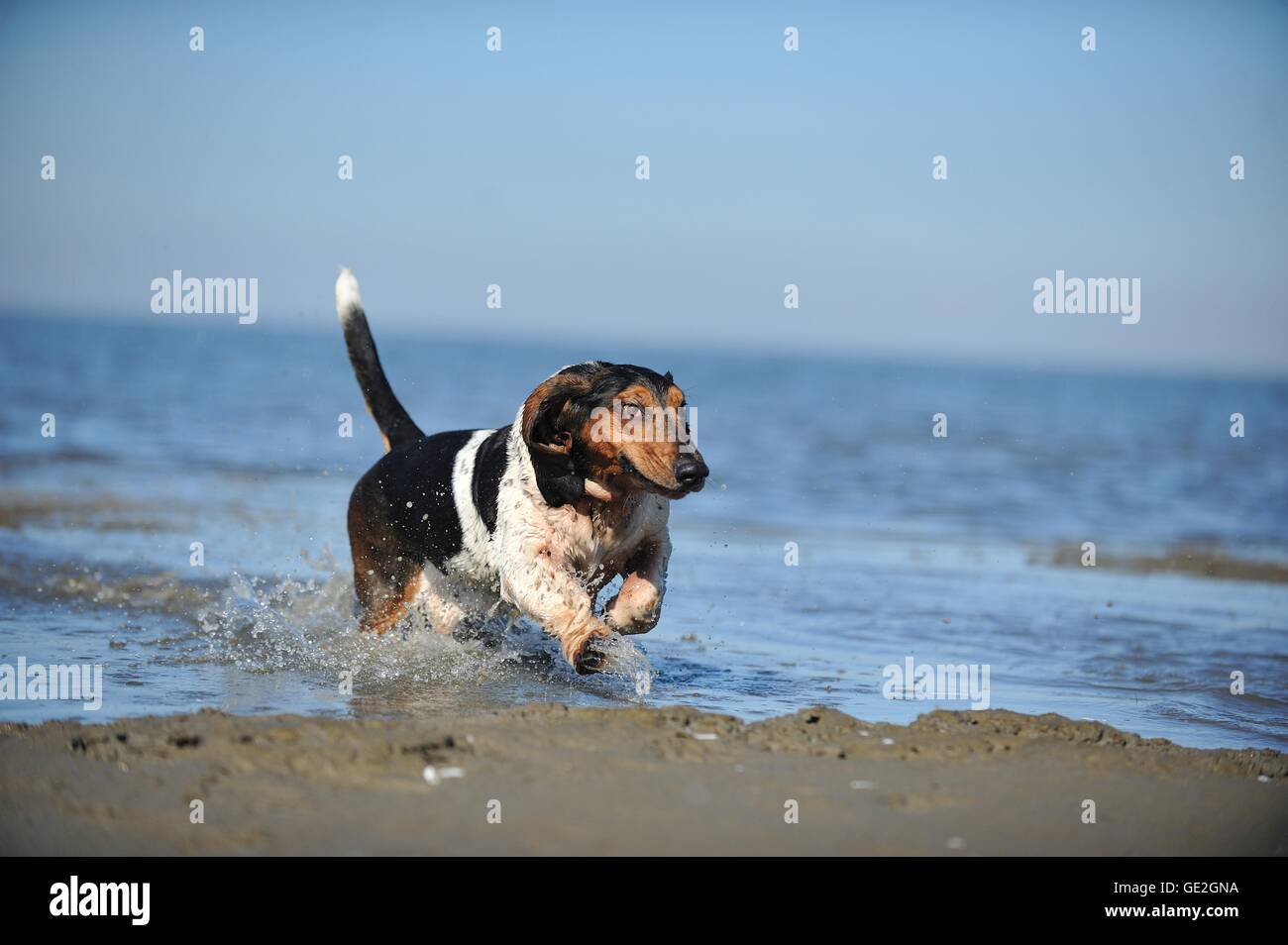 running Basset Hound Stock Photo - Alamy