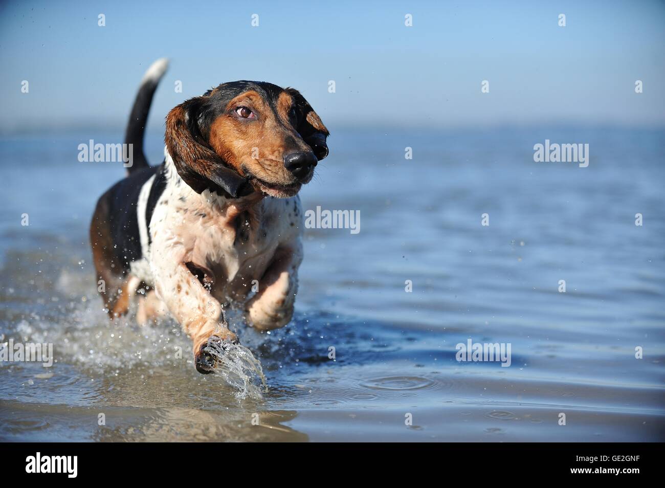 running Basset Hound Stock Photo - Alamy