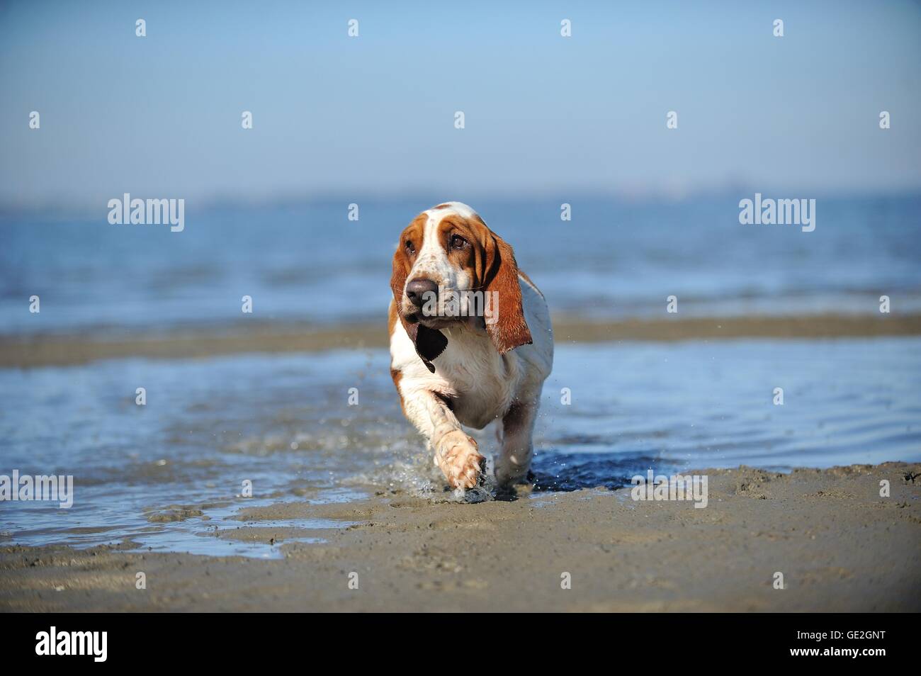 running Basset Hound Stock Photo - Alamy