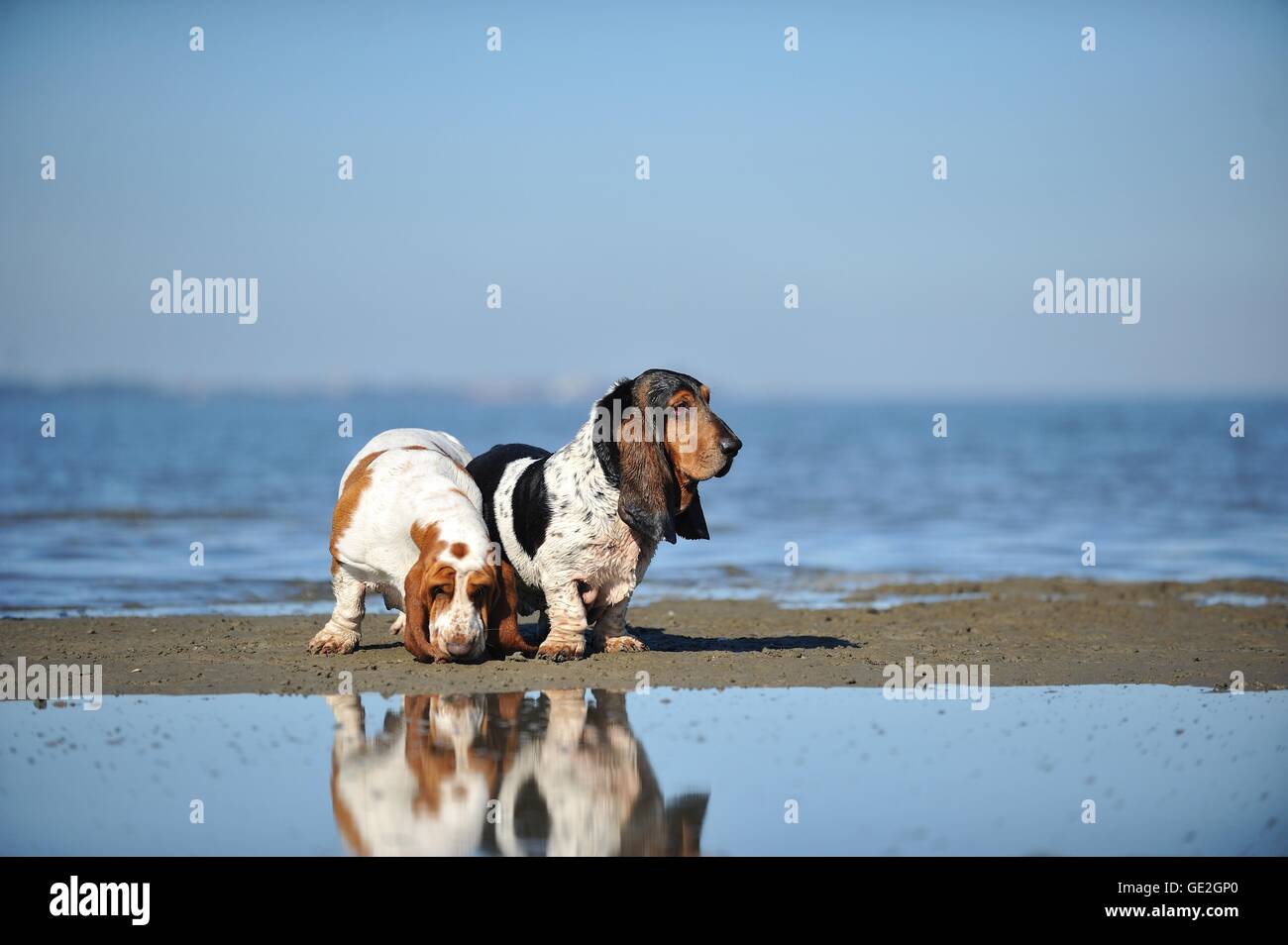 Sea hounds hi-res stock photography and images - Alamy