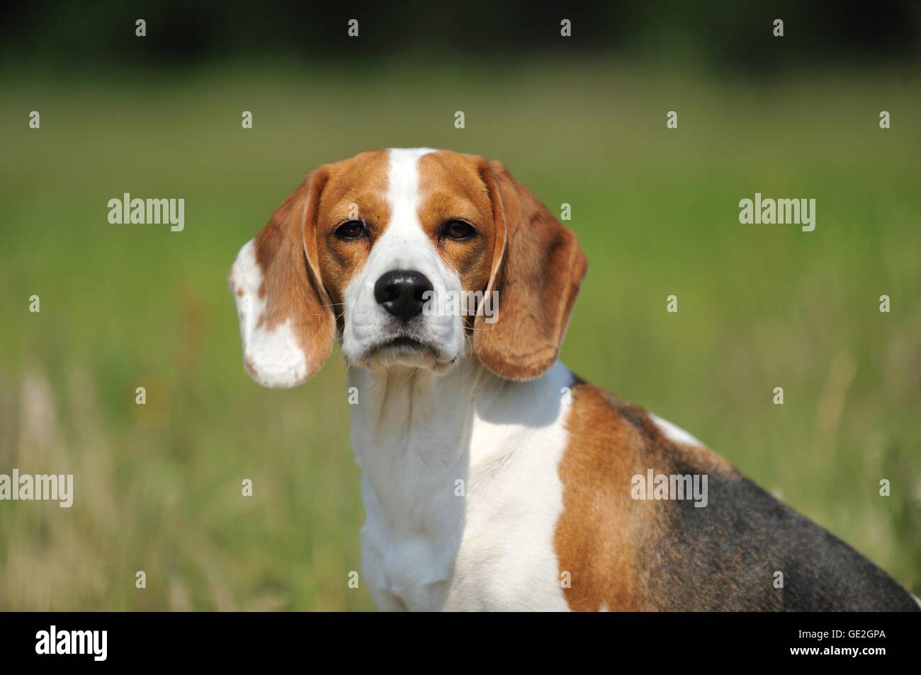 Side portrait of beagle dog hi-res stock photography and images - Alamy