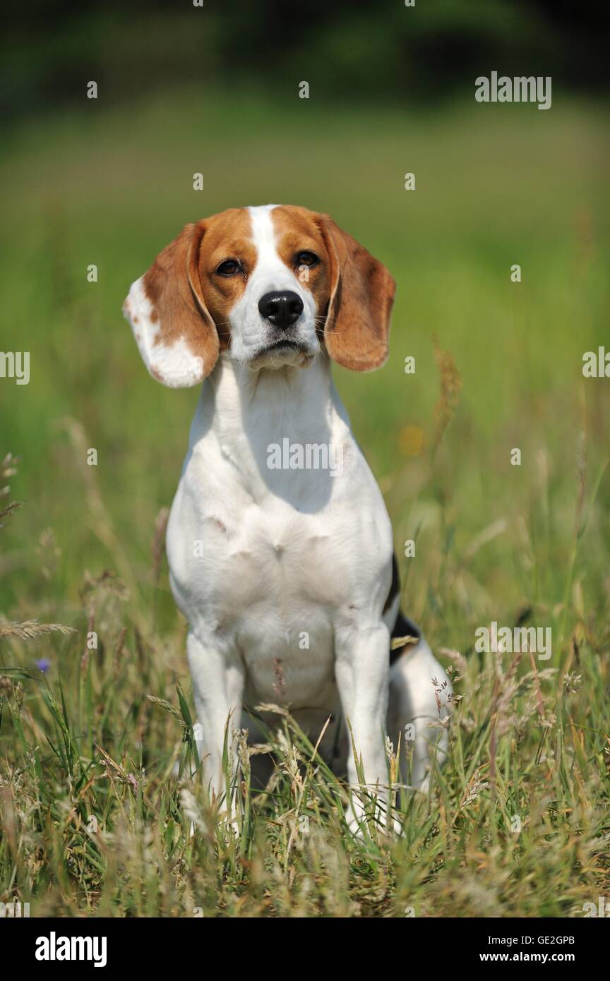 Sitting beagle hi-res stock photography and images - Alamy