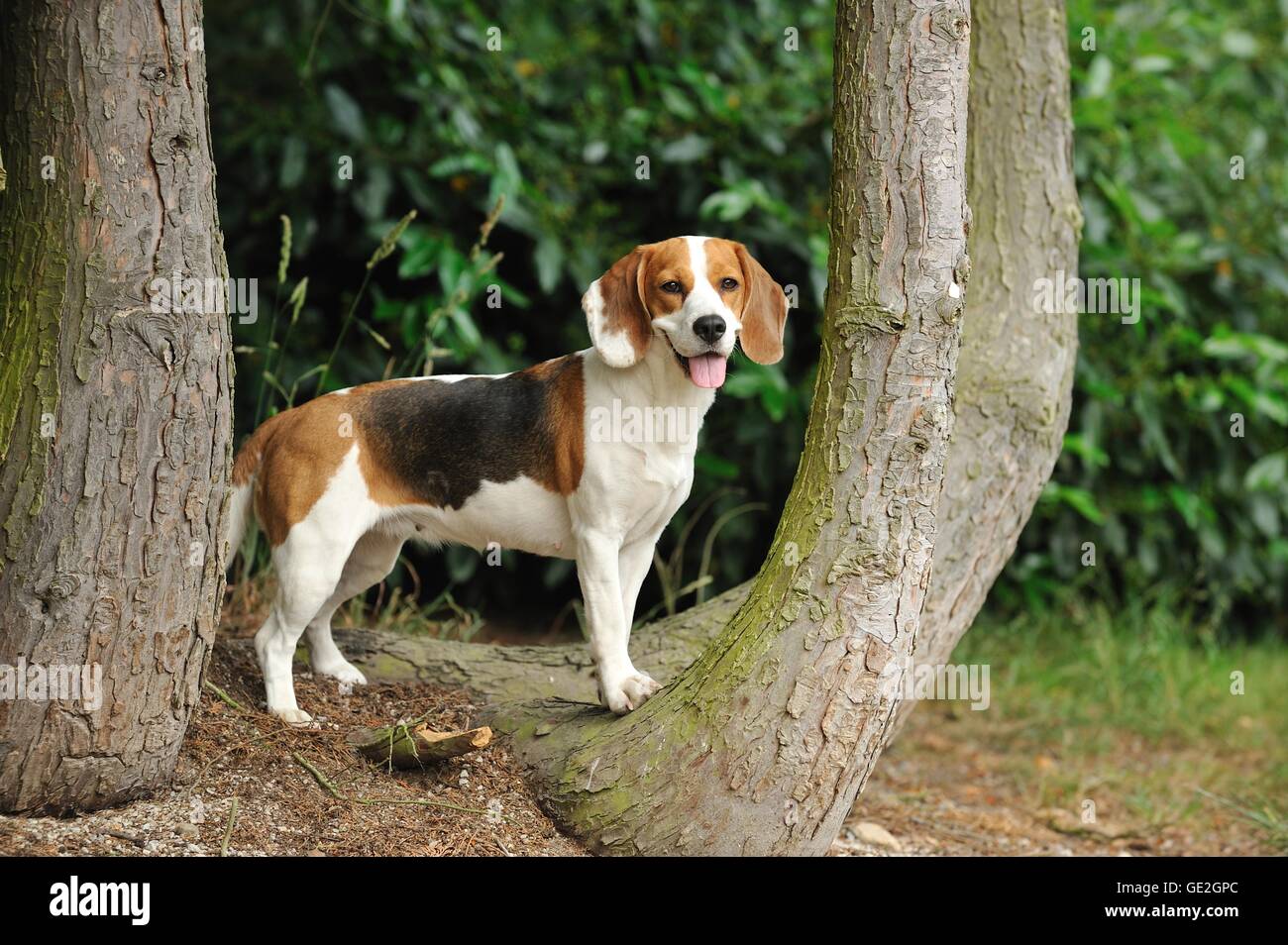 Beagle Stock Photos & Beagle Stock Images - Alamy
