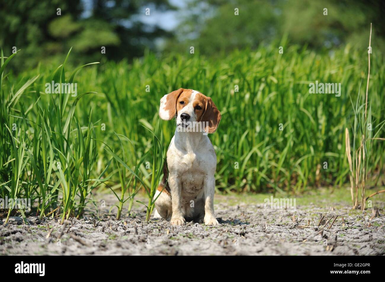 Single adult beagle sit hi-res stock photography and images - Alamy
