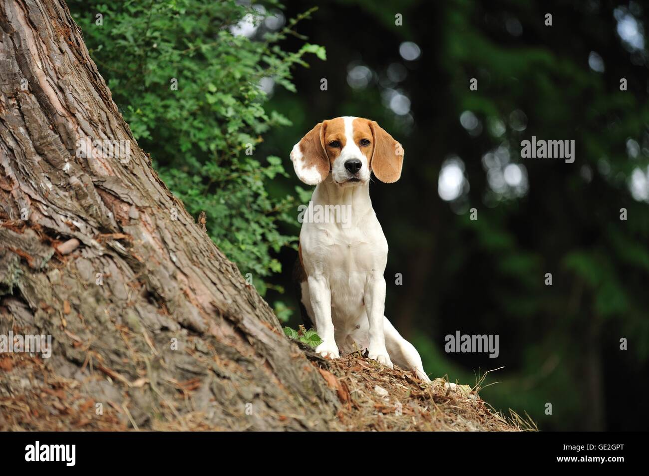 Single sit adult beagle dog hi-res stock photography and images - Alamy