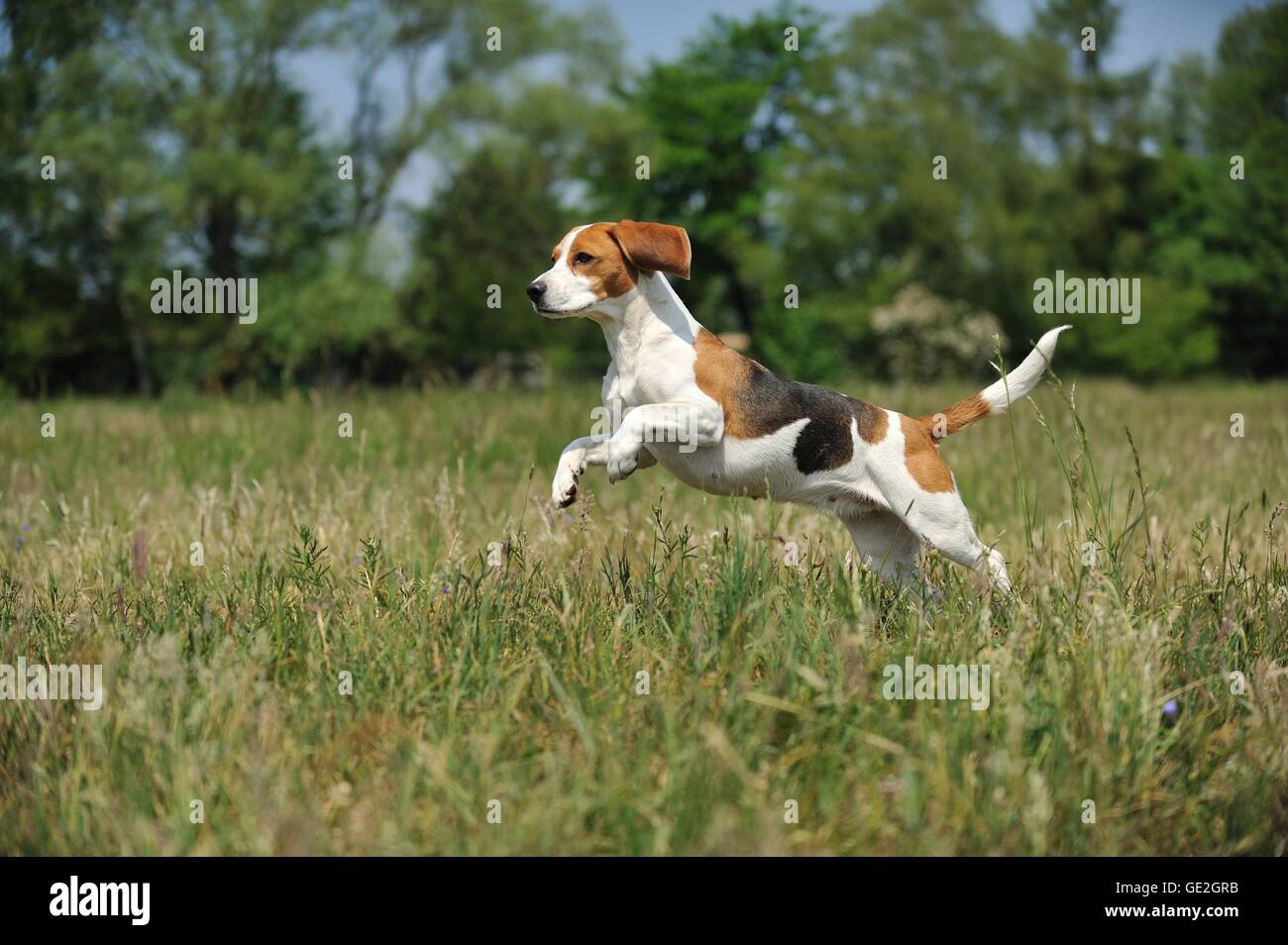 Beagle running side view hi-res stock photography and images - Alamy