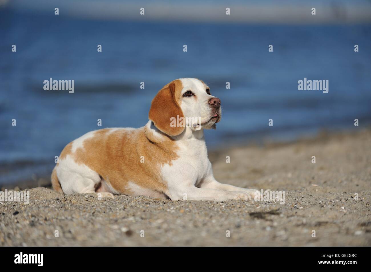 Lay lying ocean outside hi-res stock photography and images - Alamy