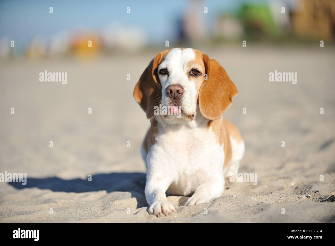 Adult beagle dog two hi-res stock photography and images - Alamy