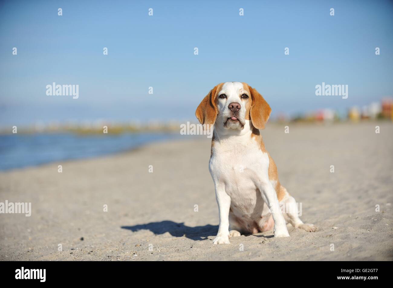 Beagle Beach High Resolution Stock Photography and Images - Alamy