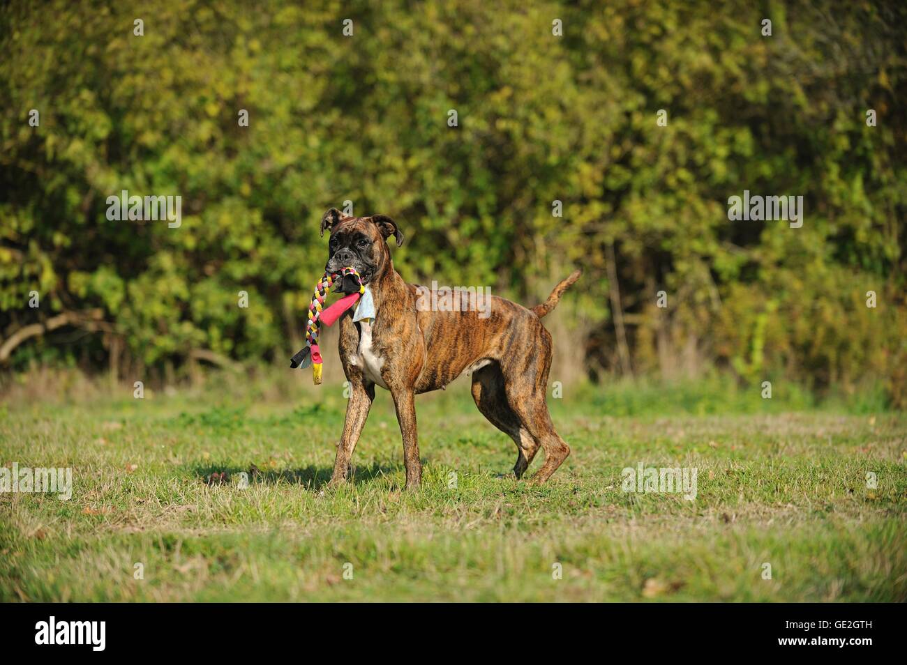 Carry carries carrying cables hi-res stock photography and images - Alamy