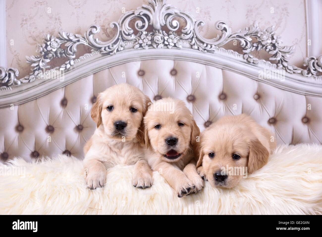 3 Golden Retriever Puppies Stock Photo - Alamy