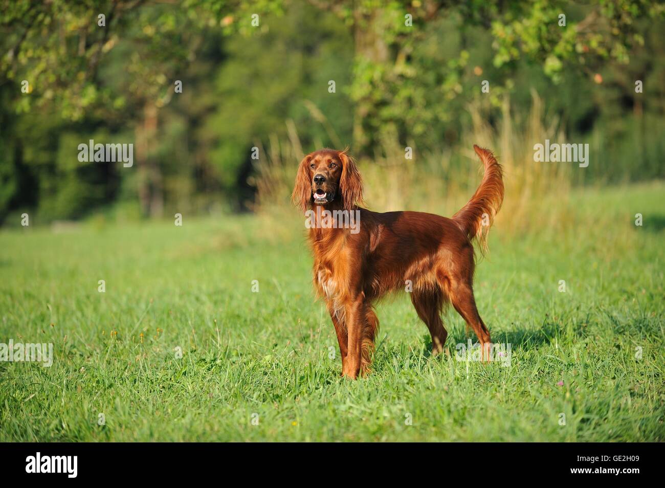 Irish Red Setter Stock Photo - Alamy