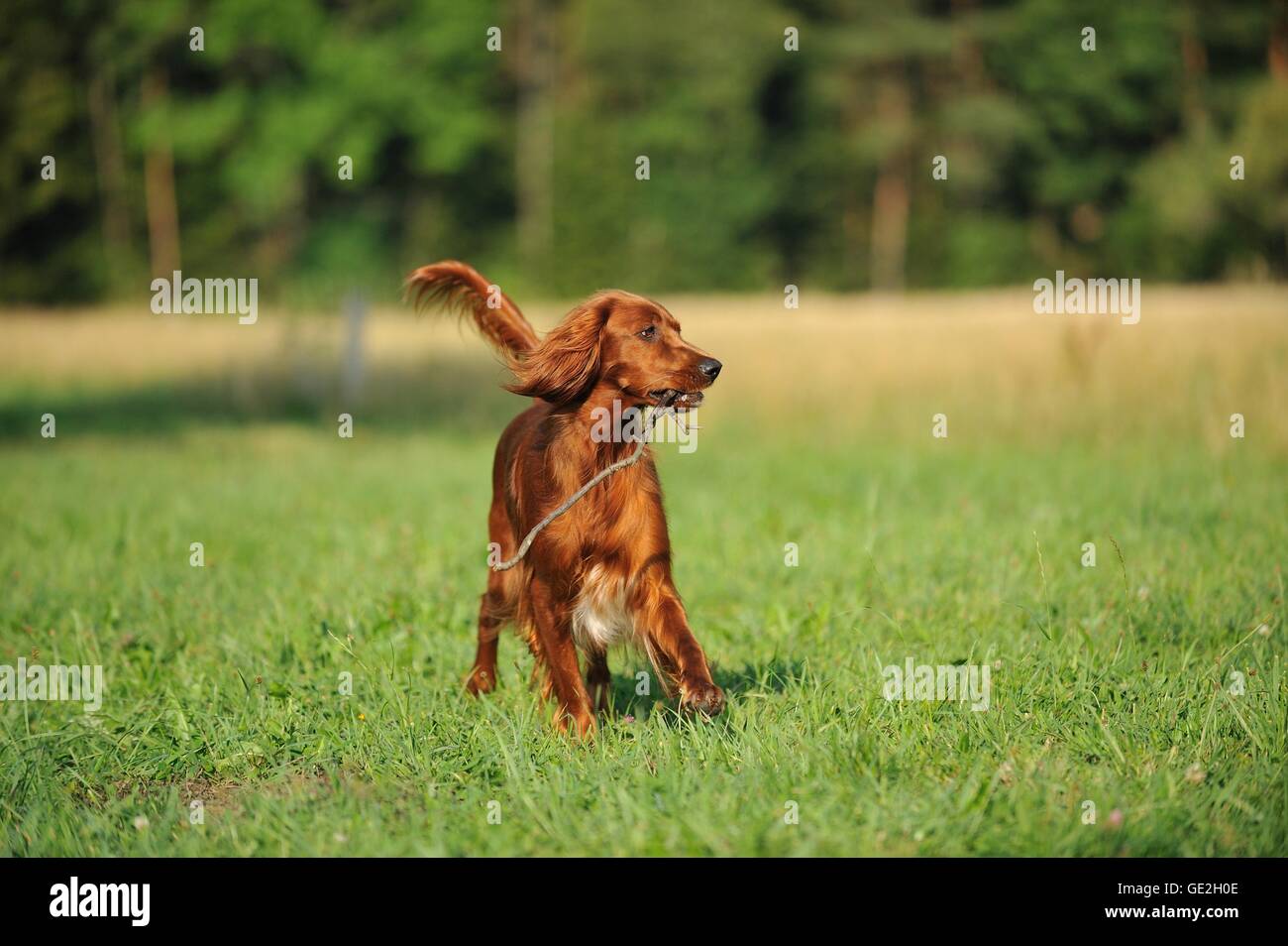Irish Red Setter Stock Photo - Alamy
