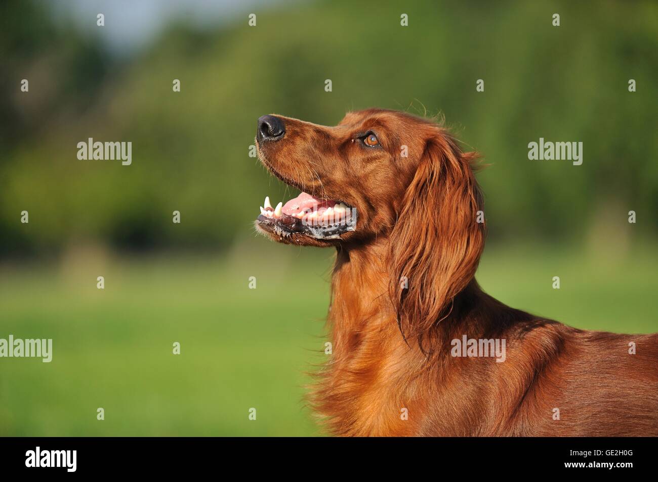 Irish Red Setter Portrait Stock Photo - Alamy
