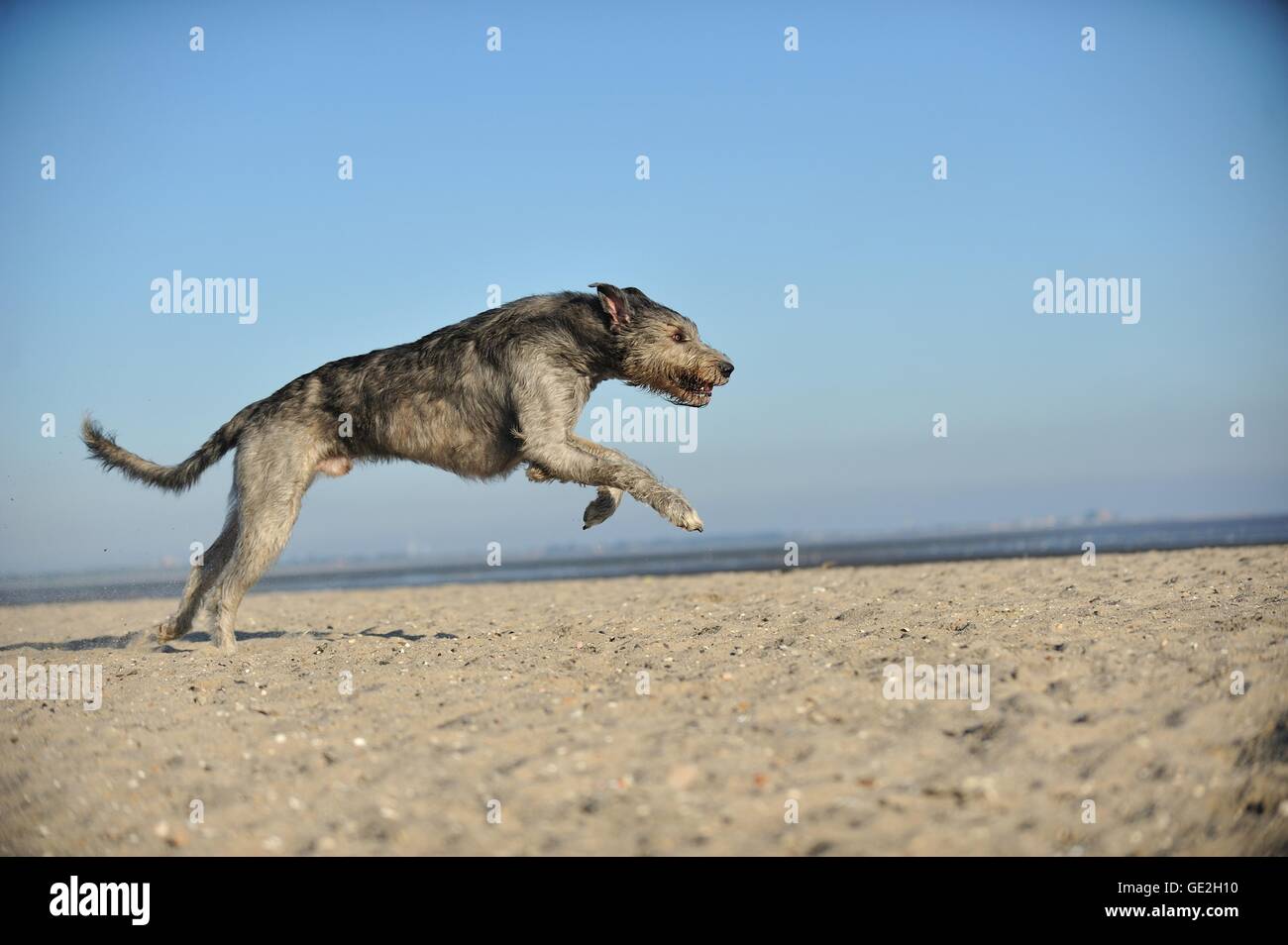 running Irish Wolfhound Stock Photo - Alamy