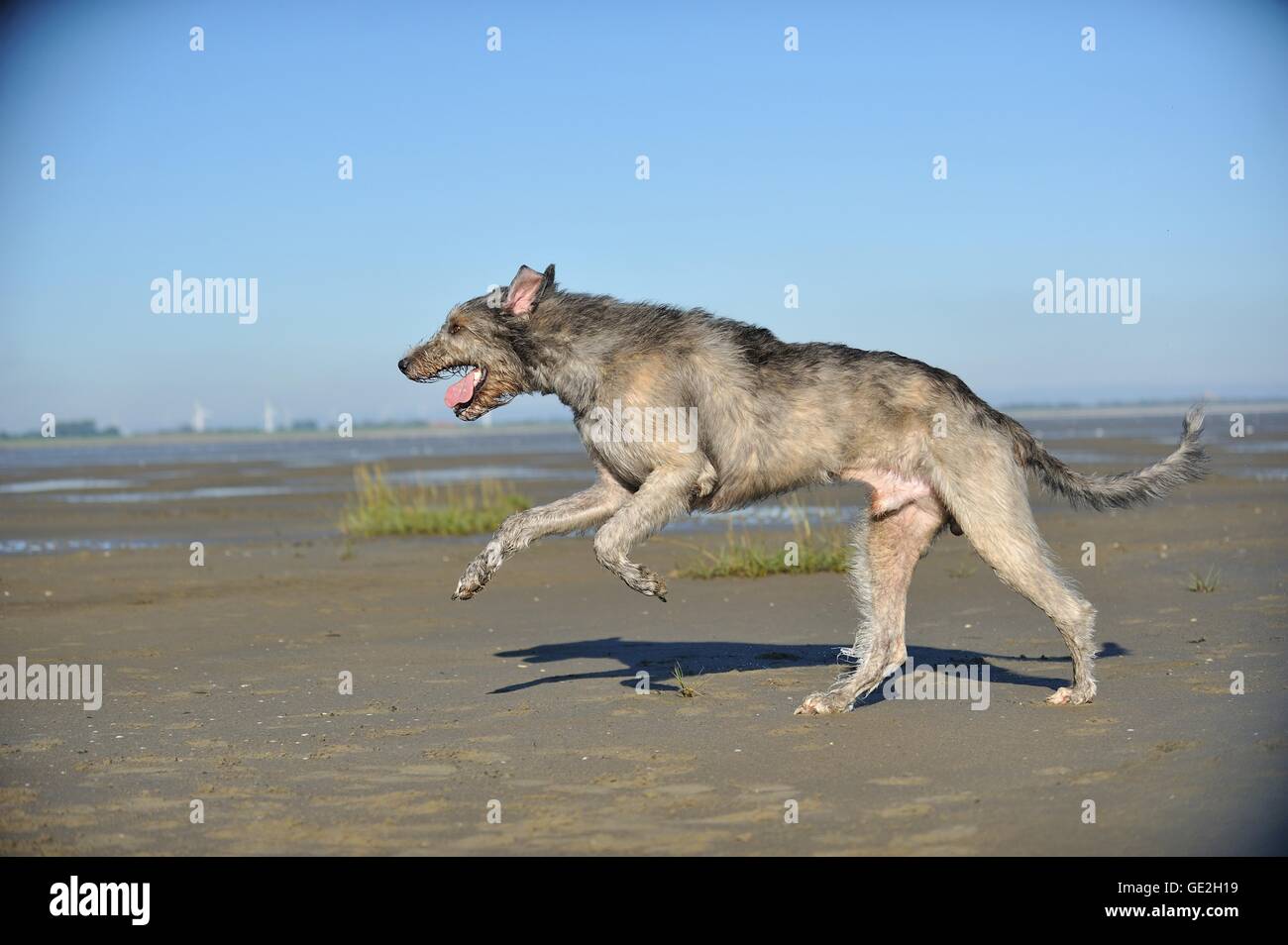 running Irish Wolfhound Stock Photo - Alamy