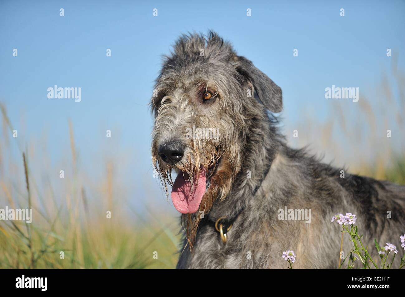 Irish Wolfhound Portrait Stock Photo - Alamy