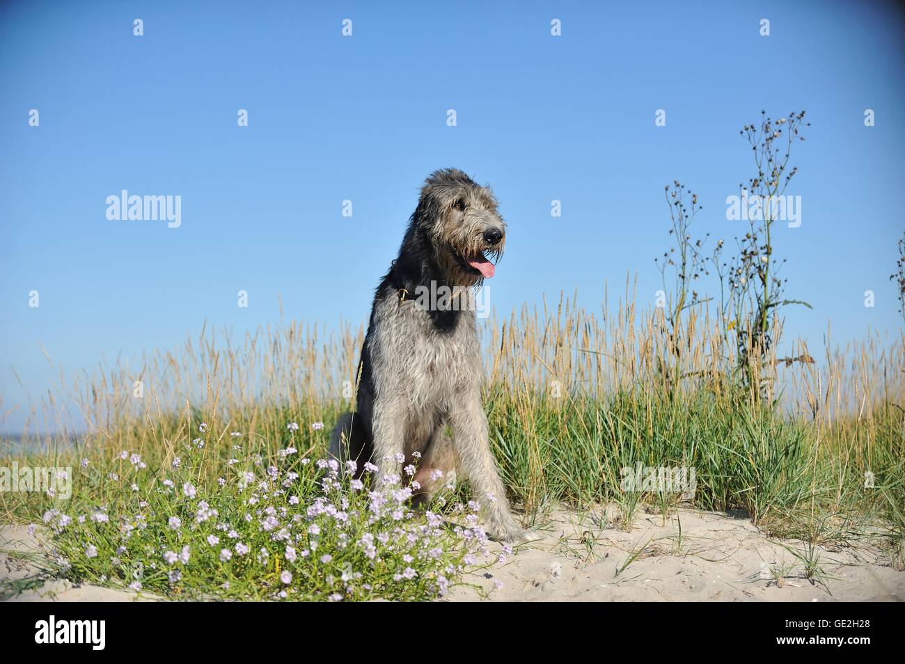 sitting Irish Wolfhound Stock Photo - Alamy
