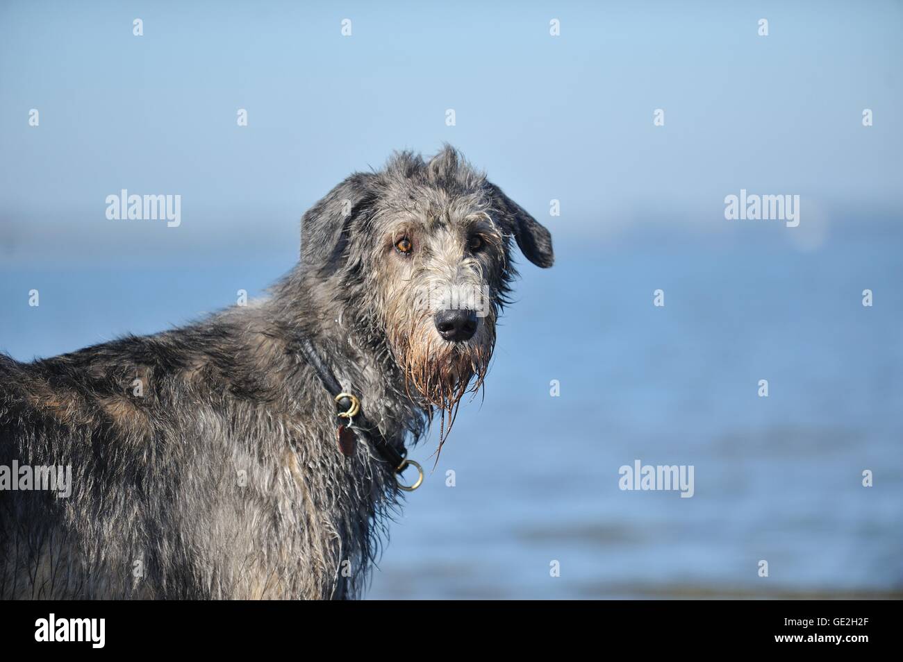 Irish Wolfhound Portrait Stock Photo - Alamy