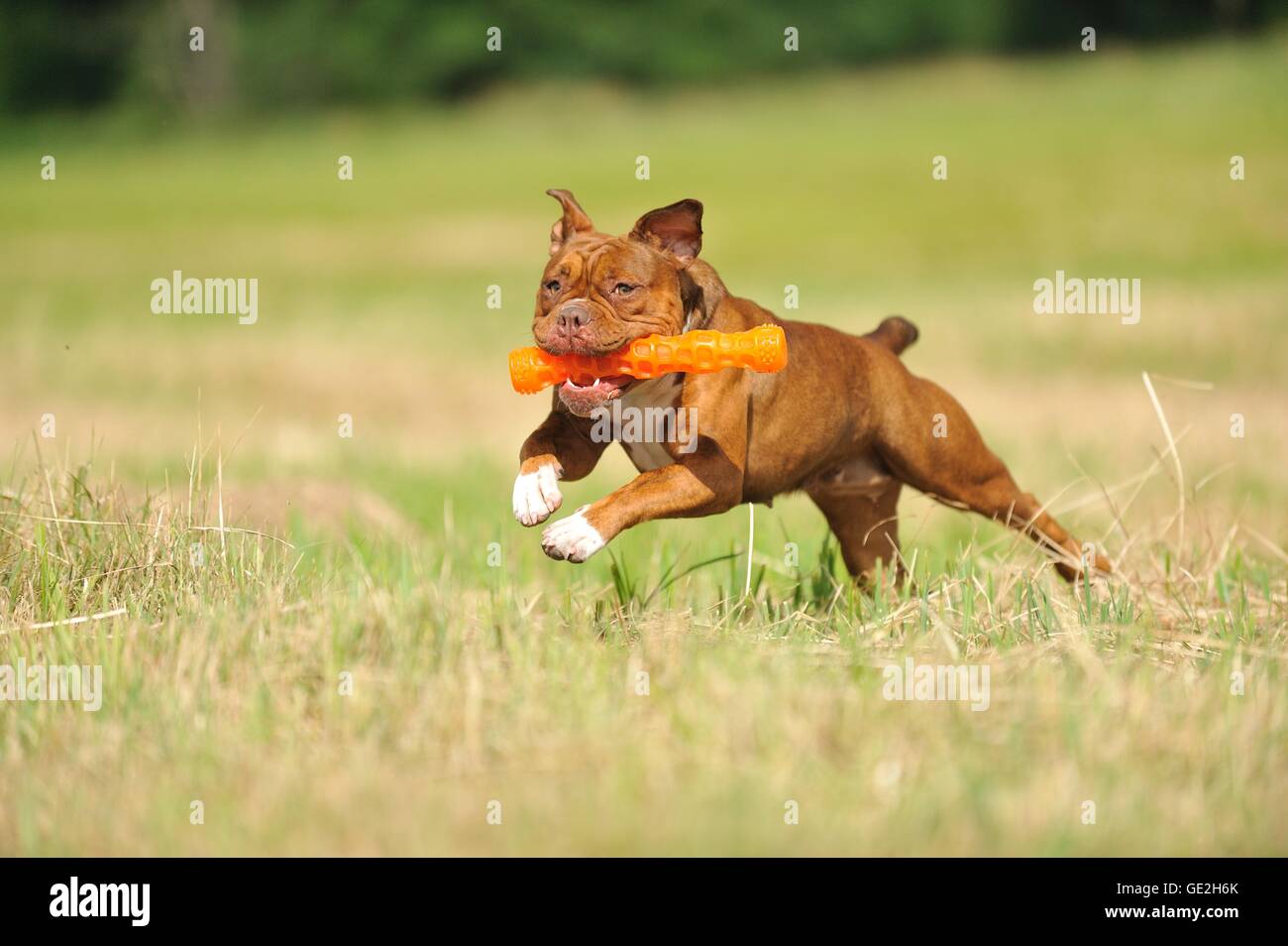 Renascence Bulldog High Resolution Stock Photography and Images - Alamy
