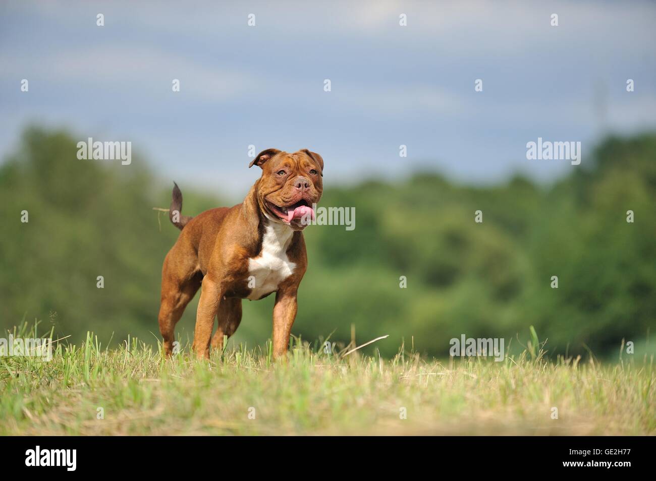 Renascence Bulldog High Resolution Stock Photography and Images - Alamy