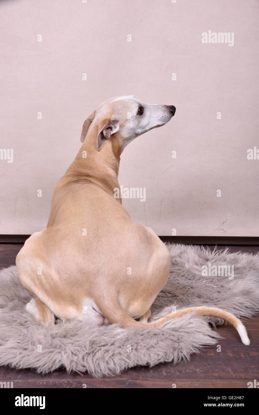 Dog lying back hair hi-res stock photography and images - Alamy