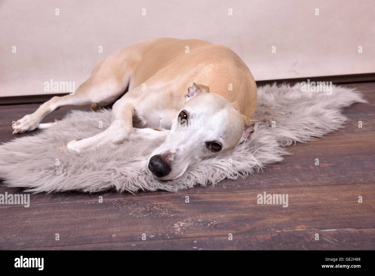 Whippet lying hi-res stock photography and images - Alamy