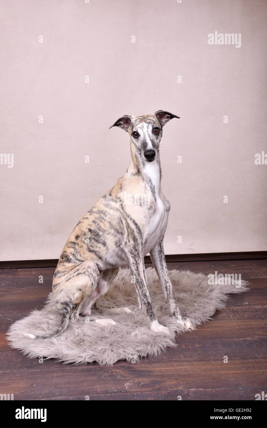 Sitting whippet hi-res stock photography and images - Alamy