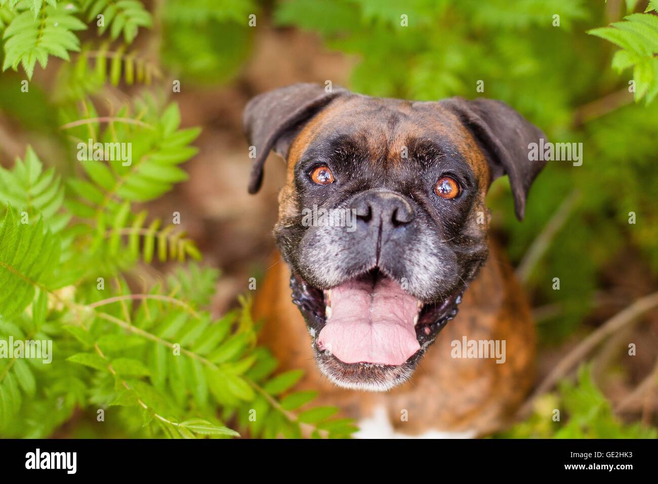 German Boxer Portrait Stock Photo - Alamy