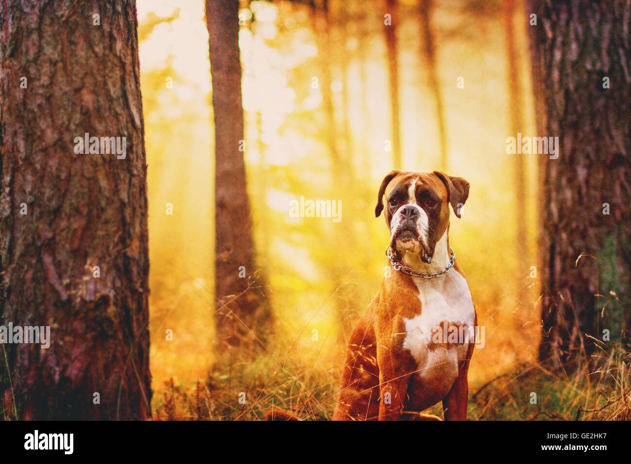 sitting German Boxer Stock Photo - Alamy