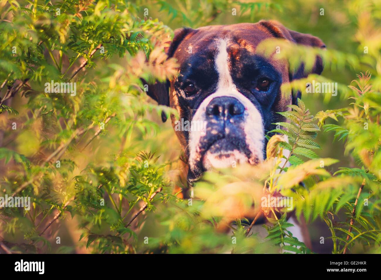 German Boxer Portrait Stock Photo - Alamy