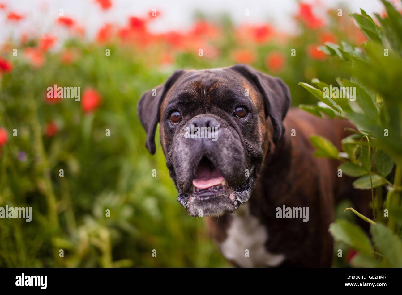 German Boxer Portrait Stock Photo - Alamy