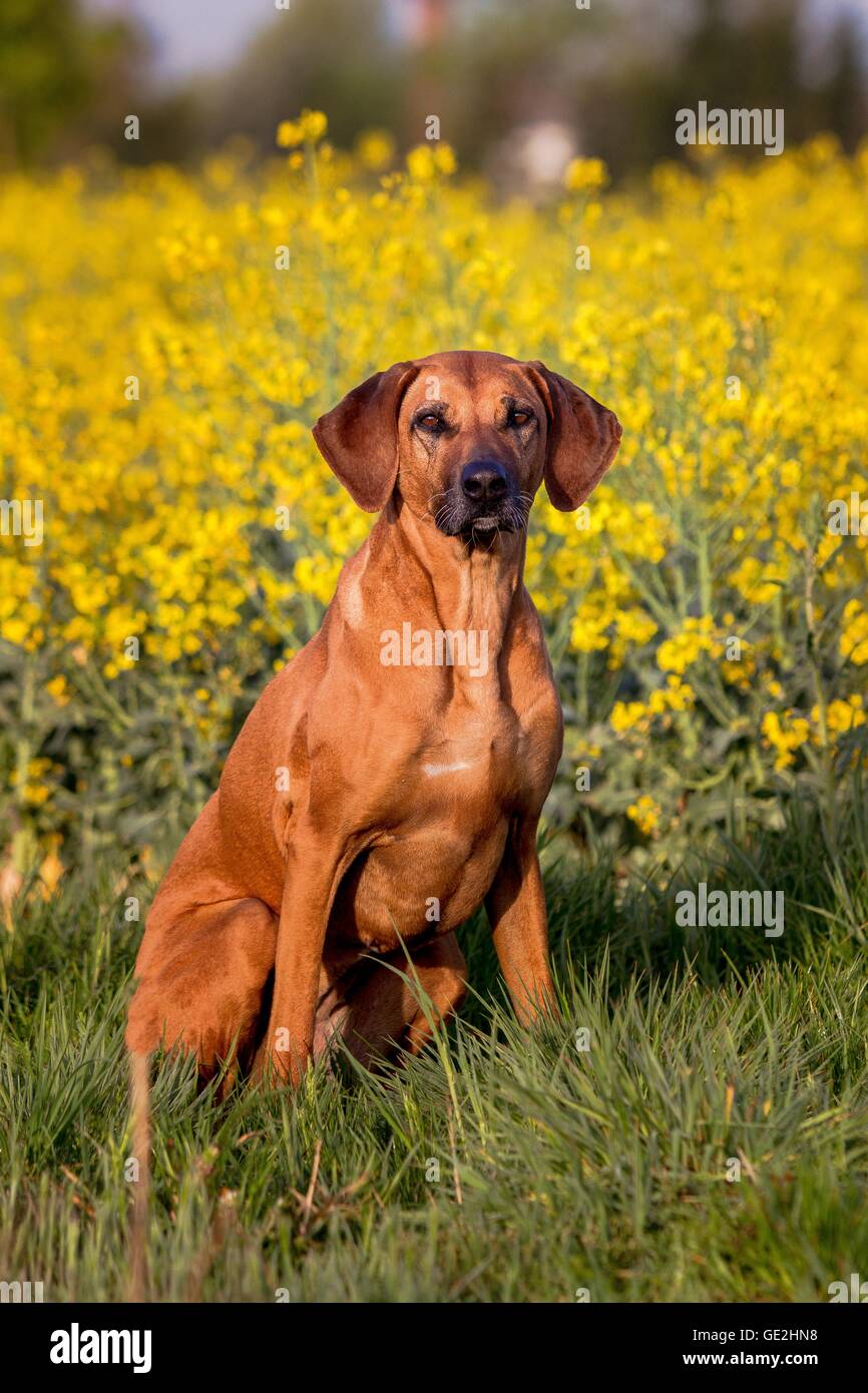 sitting Rhodesian Ridgeback Stock Photo - Alamy